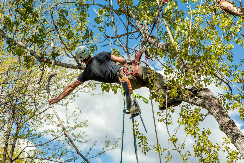 Tree Surgery - Croydon Tree Surgeon